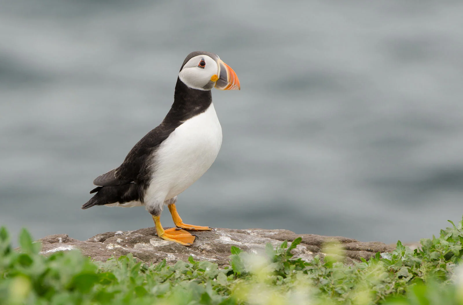 Atlantic Puffin: The Iconic Seabird with a Vibrant Bill